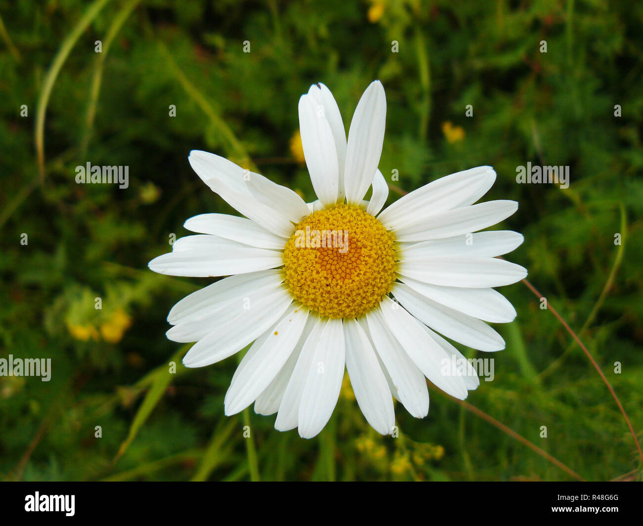 The Camomile flowers Stock Photo - Alamy
