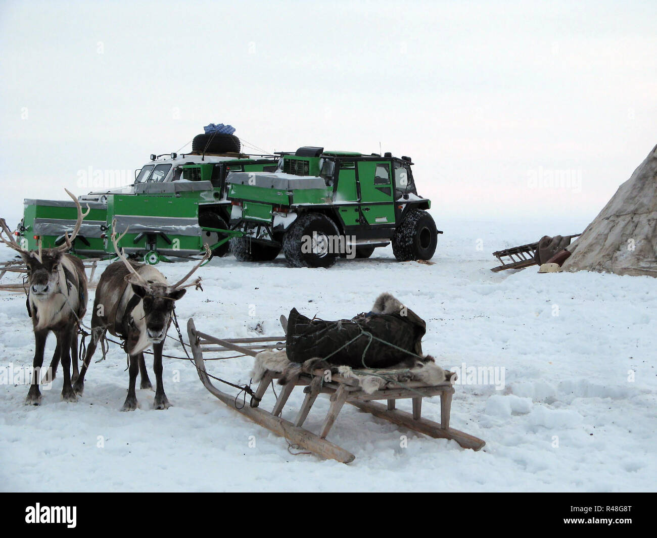 Team of reindeers hi-res stock photography and images - Alamy