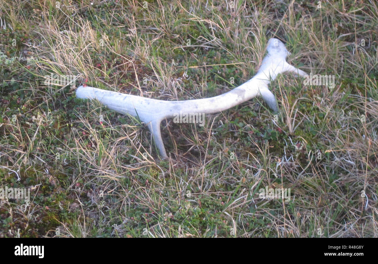 The Reindeer horn Stock Photo - Alamy