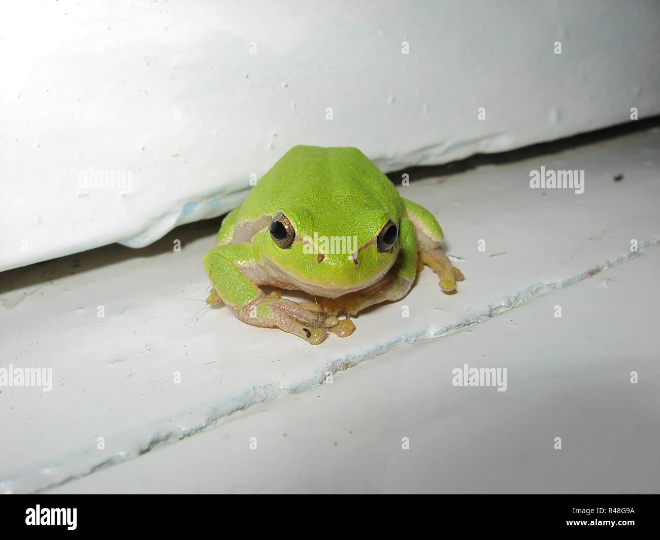 Green tree frog Stock Photo - Alamy