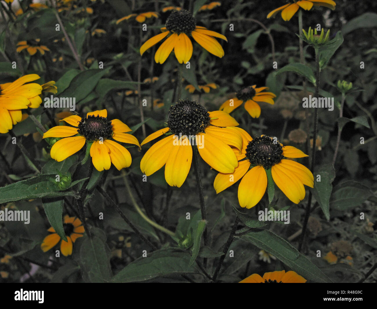 Blossoming of flowers plants Stock Photo - Alamy