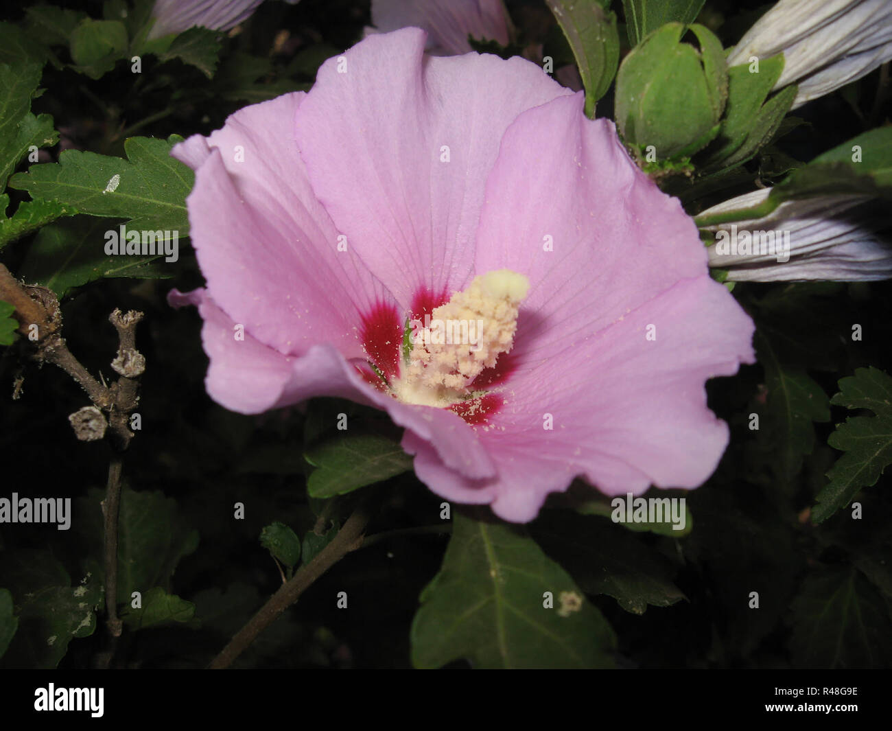 Flower mallow pink color Stock Photo - Alamy