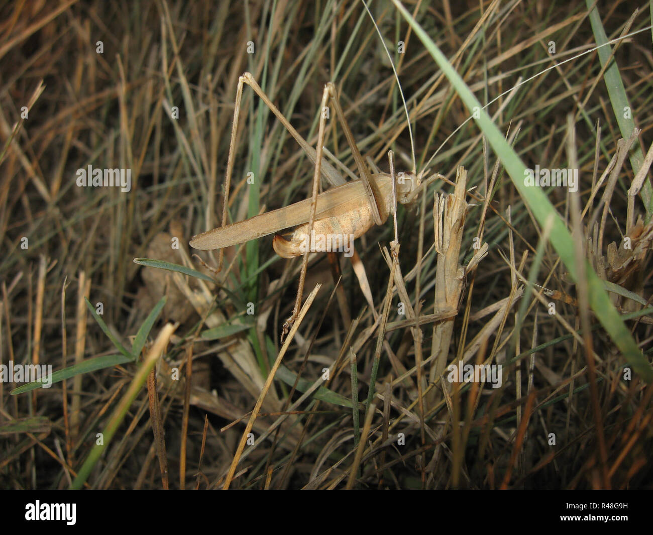 grasshopper in a native habitat Stock Photo - Alamy