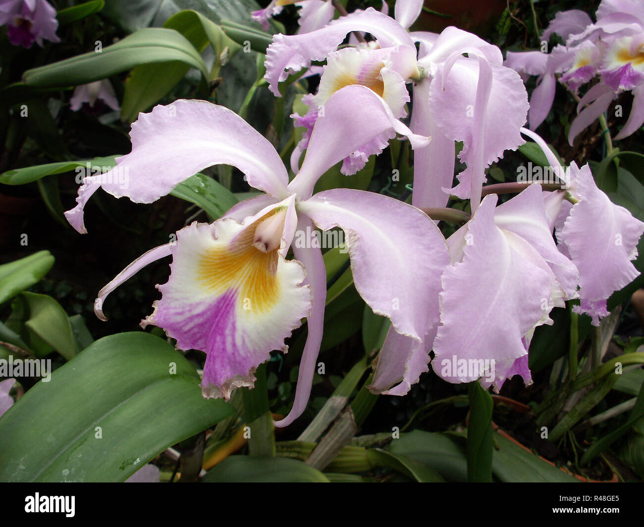 Orchids biology hi-res stock photography and images - Alamy