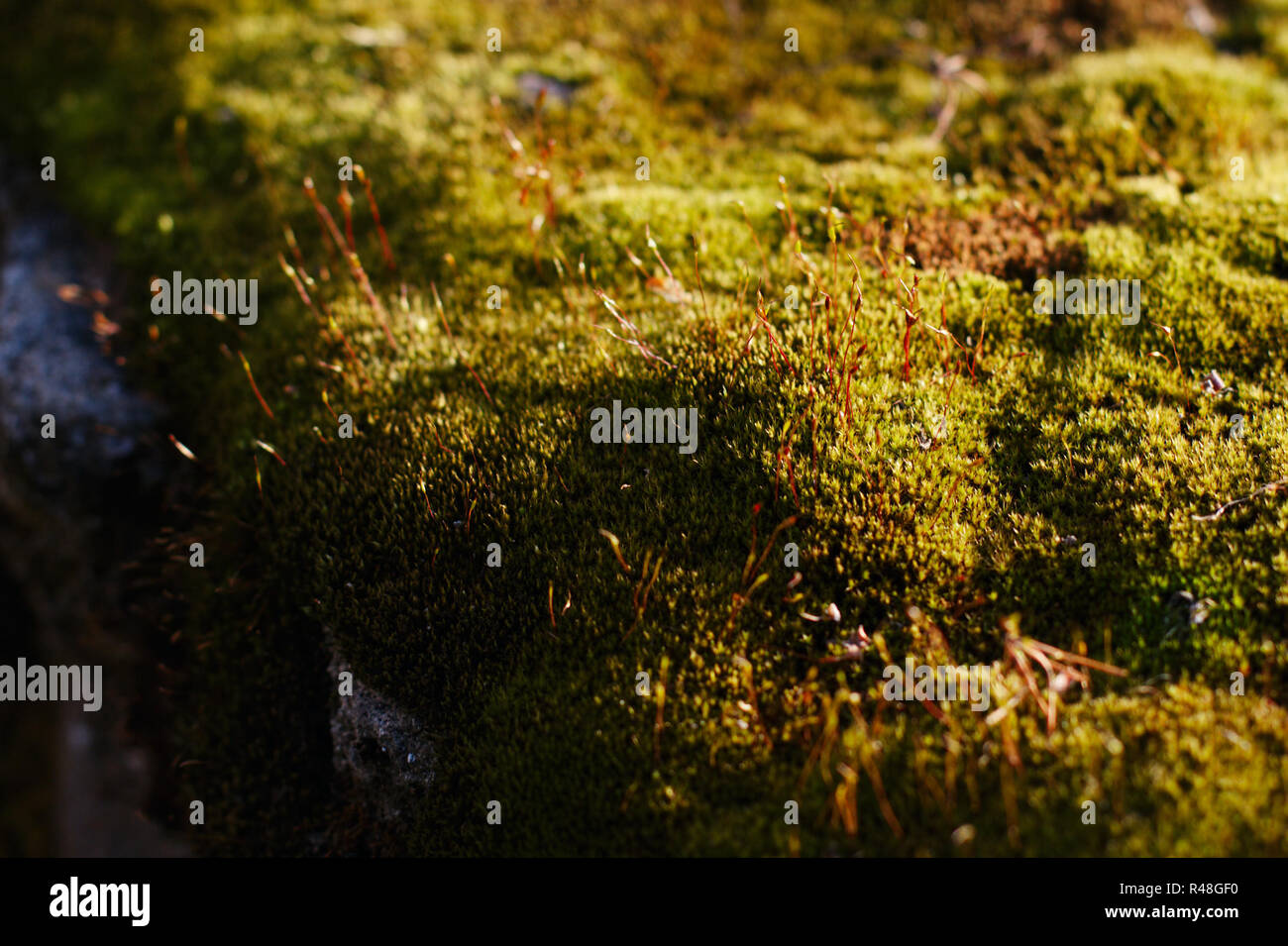 Green moss texture nice hi-res stock photography and images - Alamy