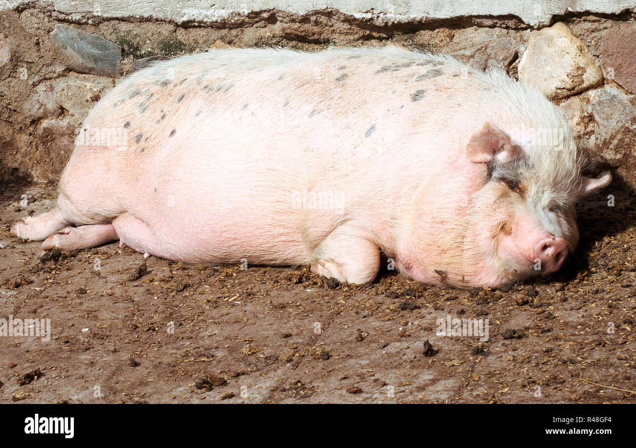 Fat pig lying on the ground Stock Photo - Alamy