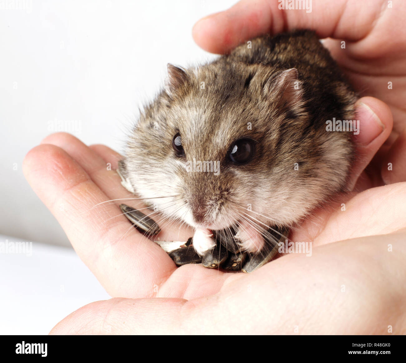 Hamster in hands hi-res stock photography and images - Alamy