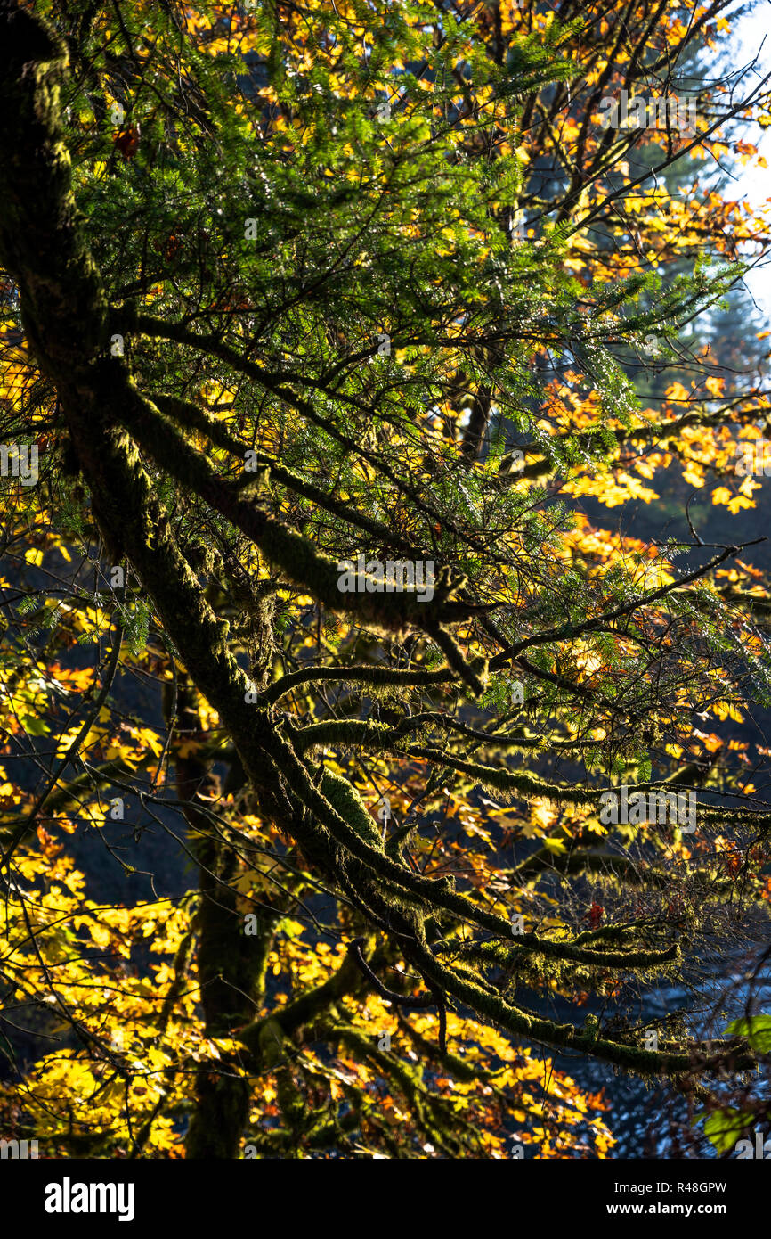 A branchy tree, whose branches are overgrown with moss, with yellowed ...