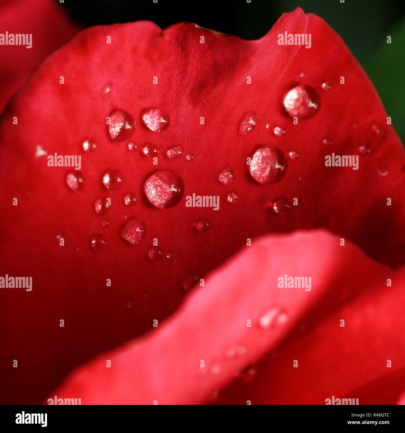 Macro view roses petals dew hi-res stock photography and images - Alamy