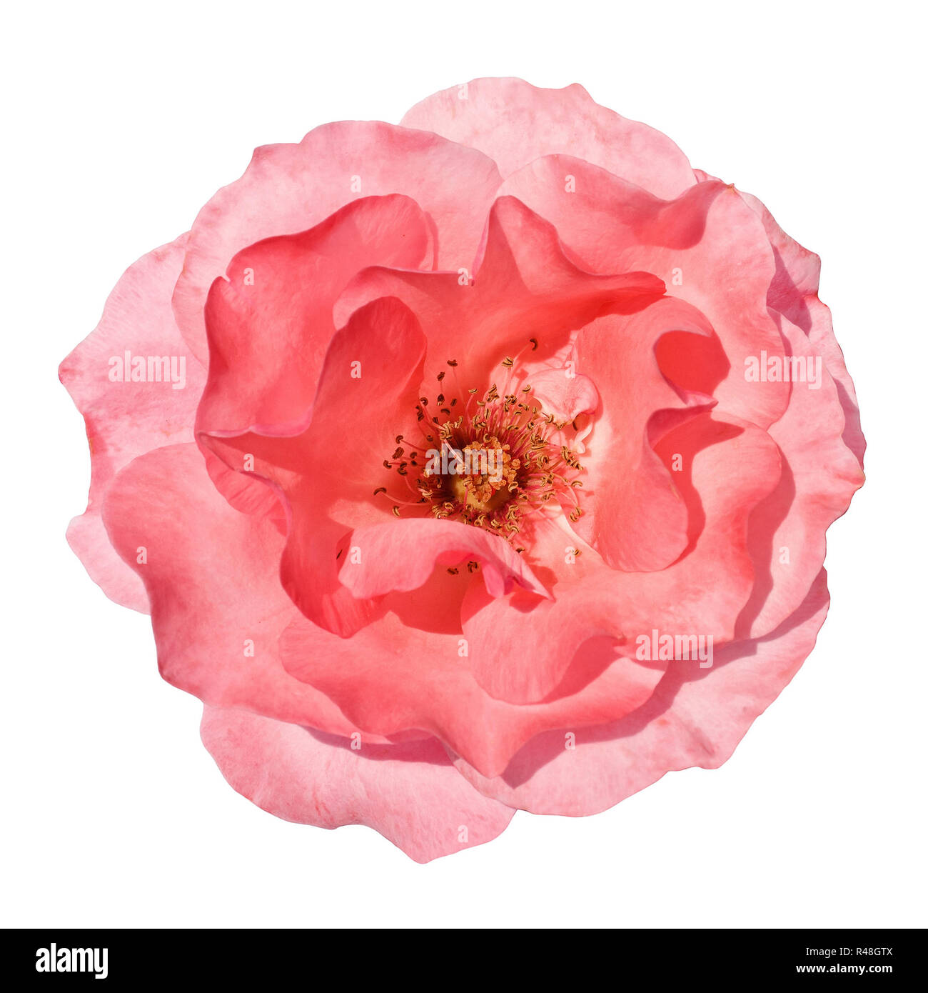 Isolated Pink Rose Stock Photo - Alamy