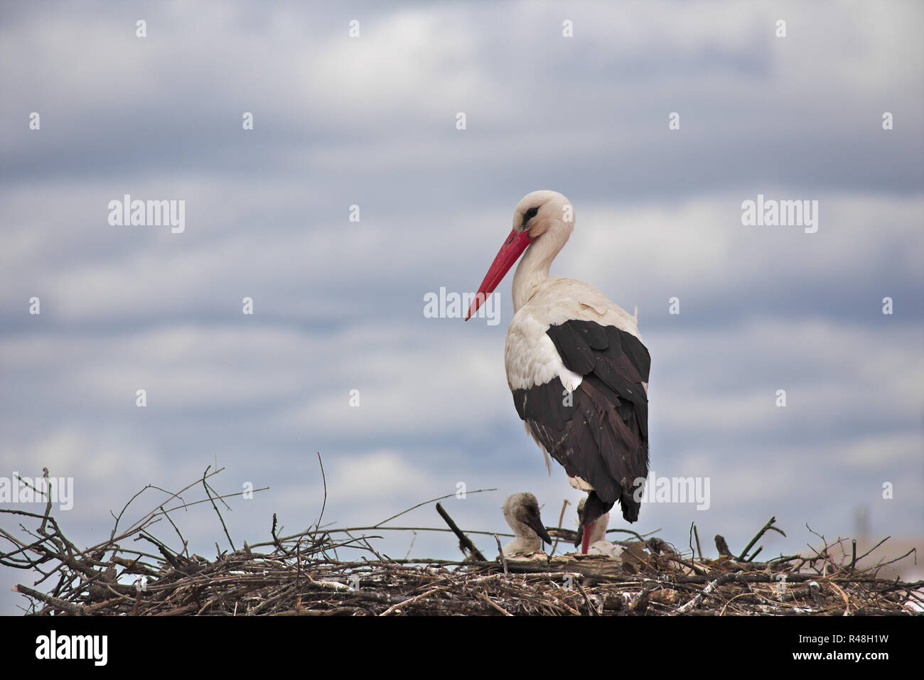 Stork bird picture hi-res stock photography and images - Alamy