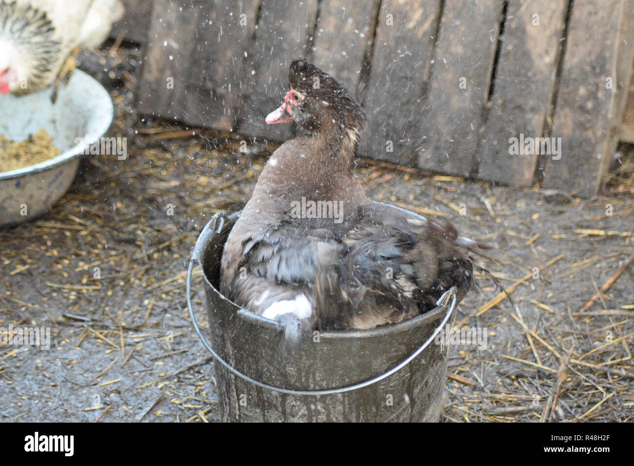 Ducklings drinking water hi-res stock photography and images - Alamy