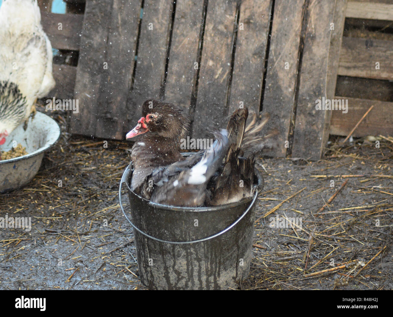 Indoduck hi-res stock photography and images - Alamy