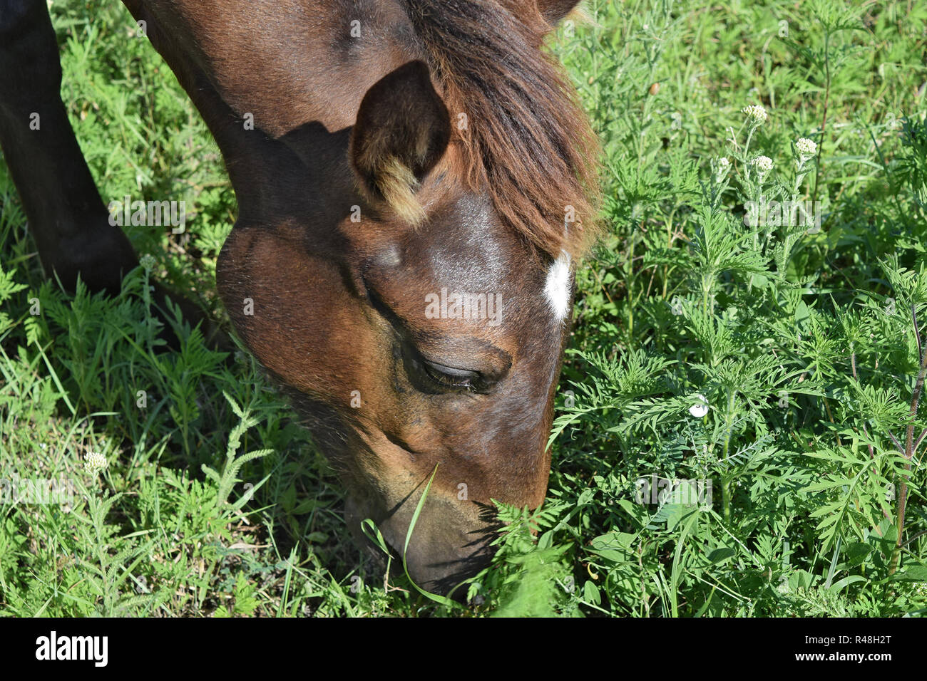 The grazed horse Stock Photo - Alamy