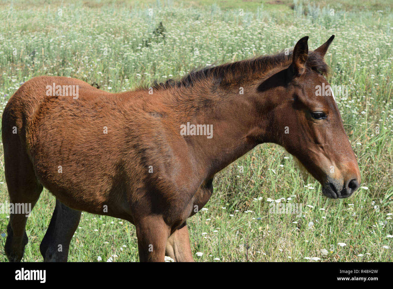 The grazed horse Stock Photo - Alamy