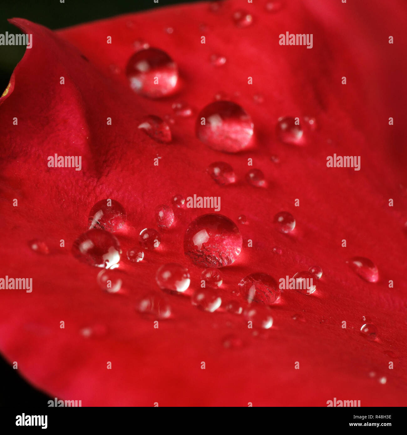 Dewdrops on rose leaves hi-res stock photography and images - Alamy