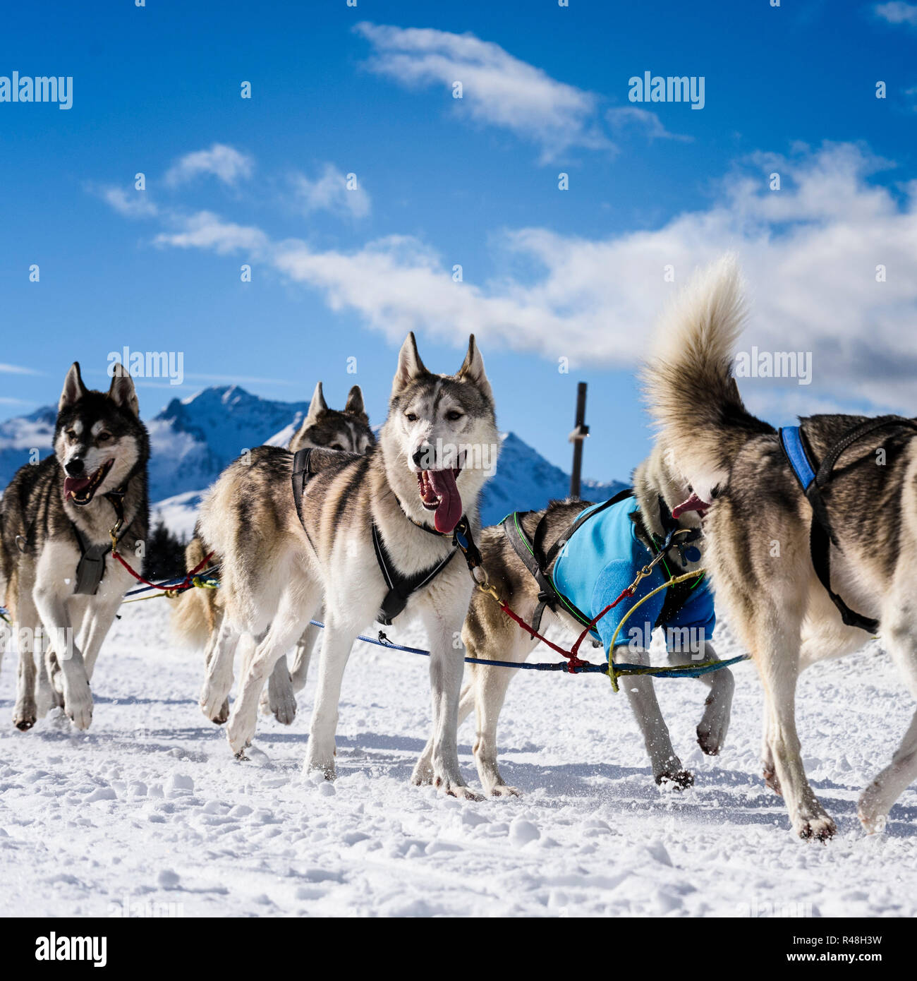 Sledge selection hi-res stock photography and images - Alamy