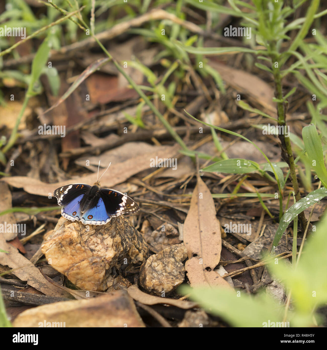 Australian butterfly bush hi-res stock photography and images - Alamy