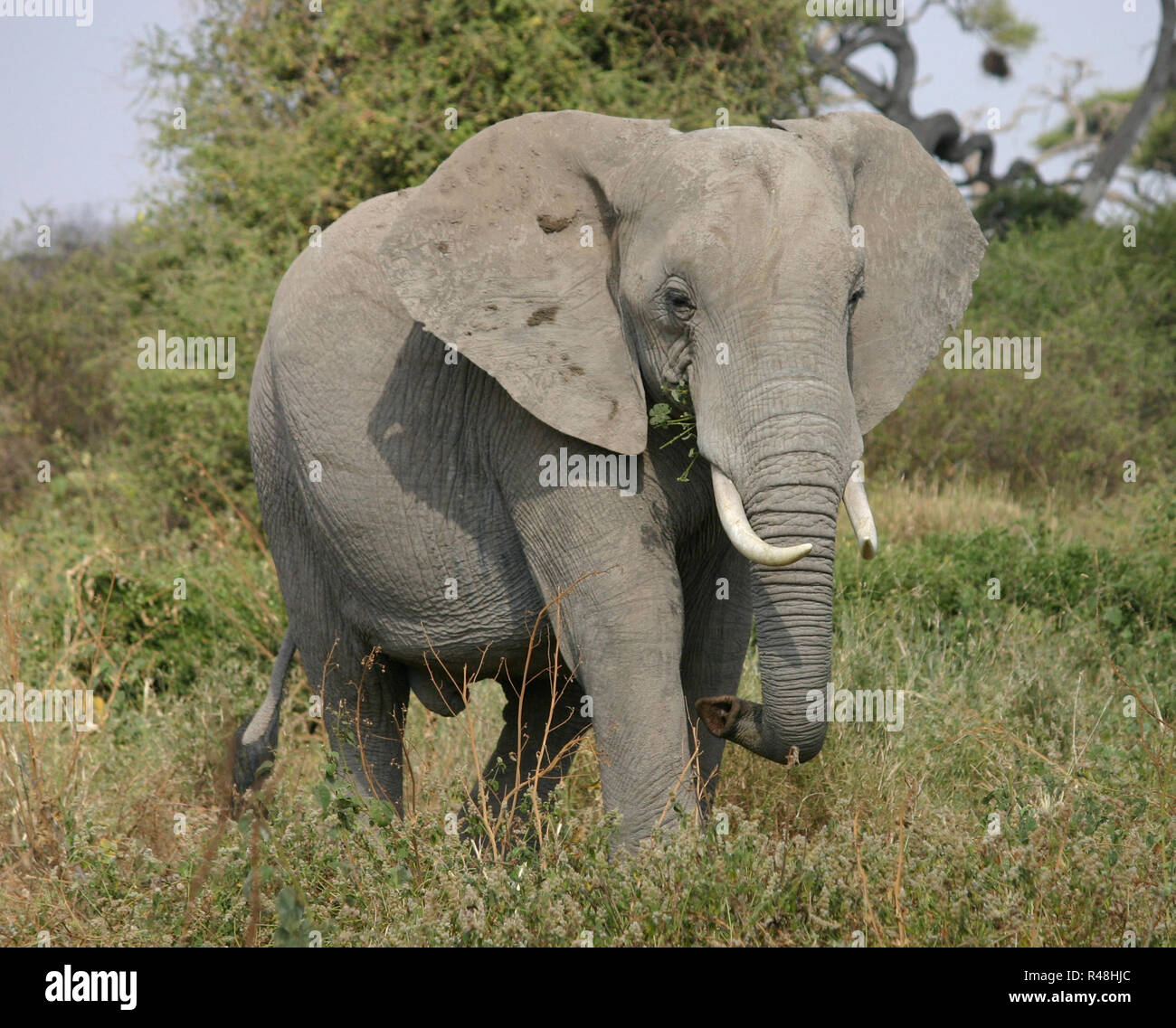Marching elephant hi-res stock photography and images - Alamy