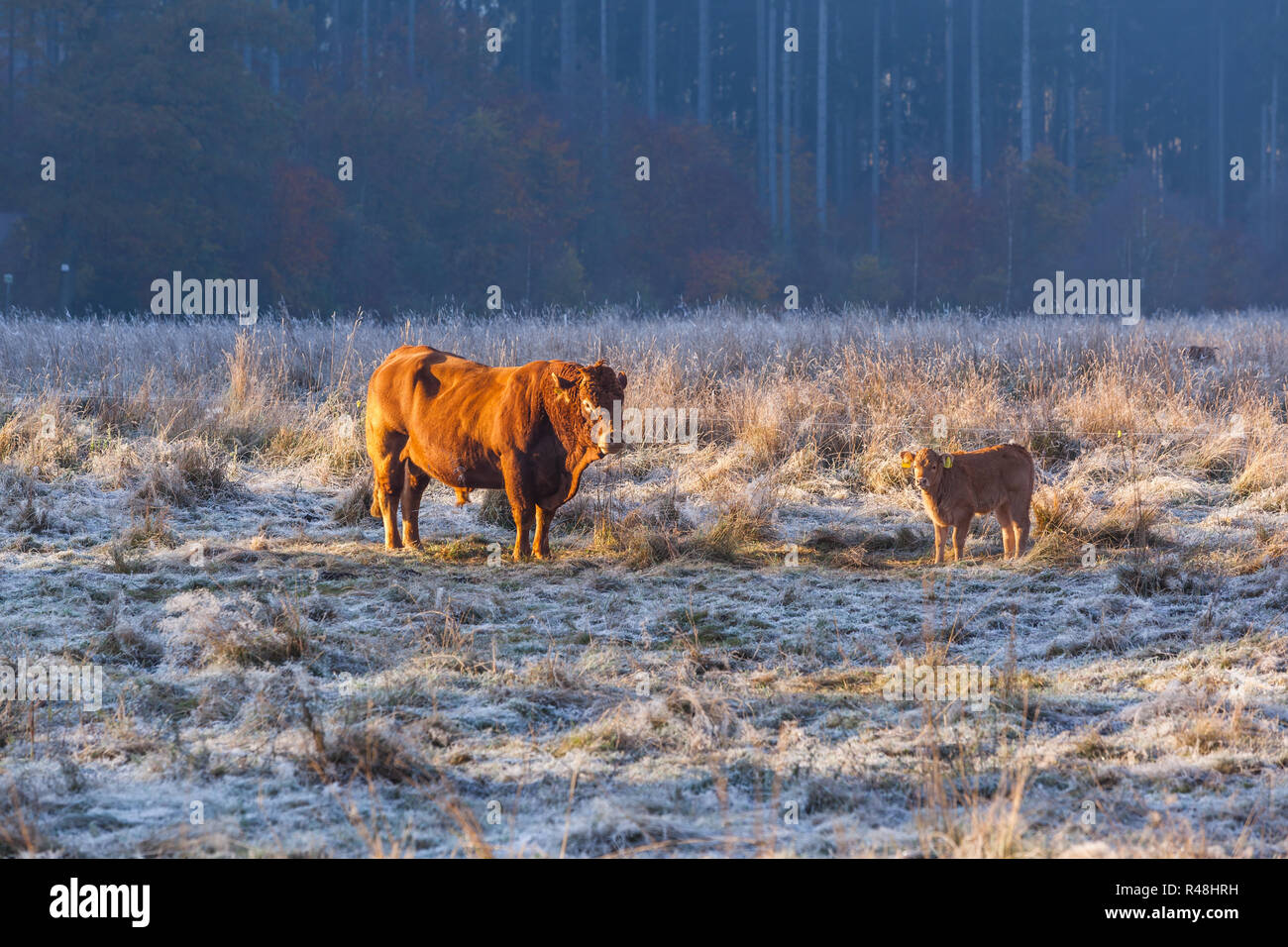 agriculture animal husbandry field kuhherde Stock Photo - Alamy