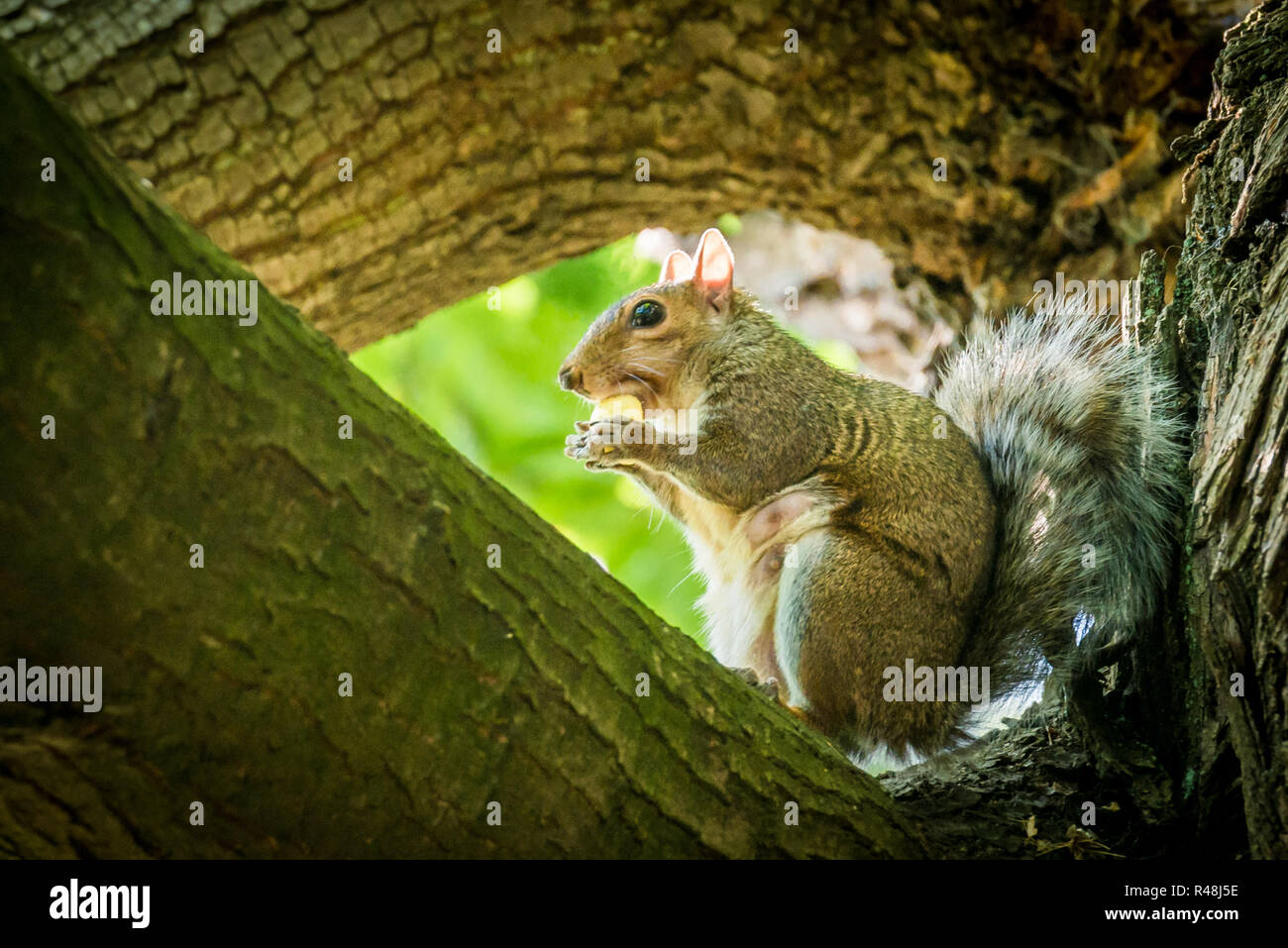Squirrel with a chestnut Stock Photo - Alamy