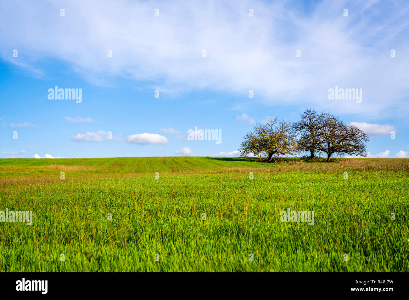 Smooth endless field with lush green grass and two lonely trees on the ...