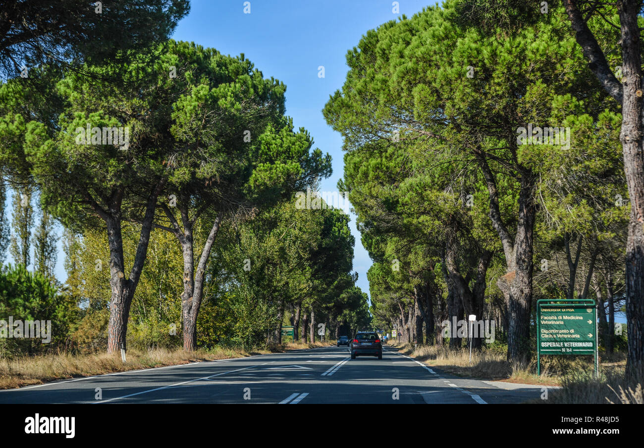 Pisa, Italy - Oct 18, 2018. Street with pine trees in Pisa, Italy. Pisa ...