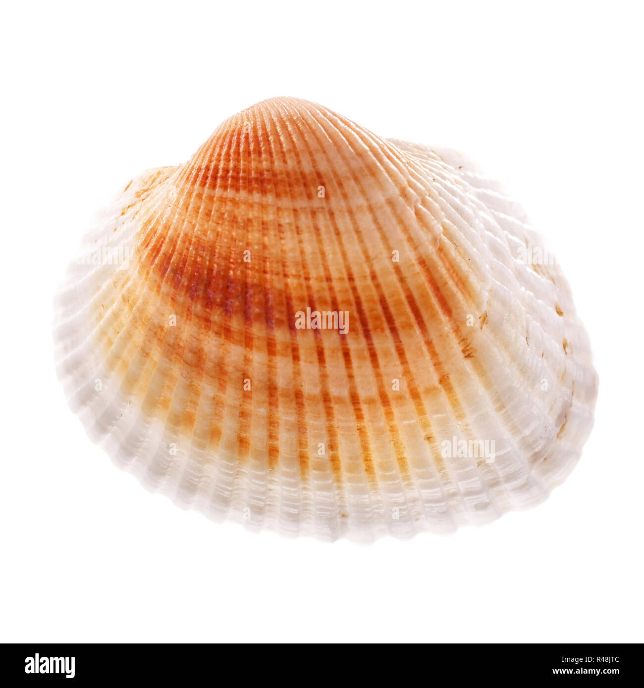 Sea shell isolated on white background Stock Photo - Alamy
