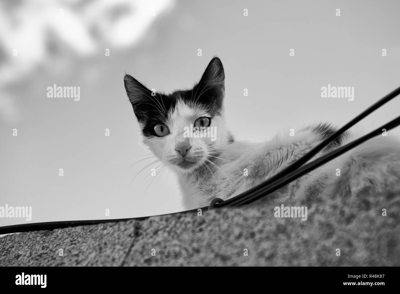 Black ears cat on roof Stock Photo - Alamy