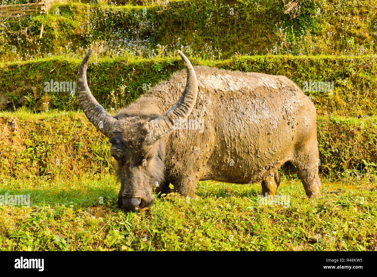 Vietnamese water buffalo Stock Photo - Alamy