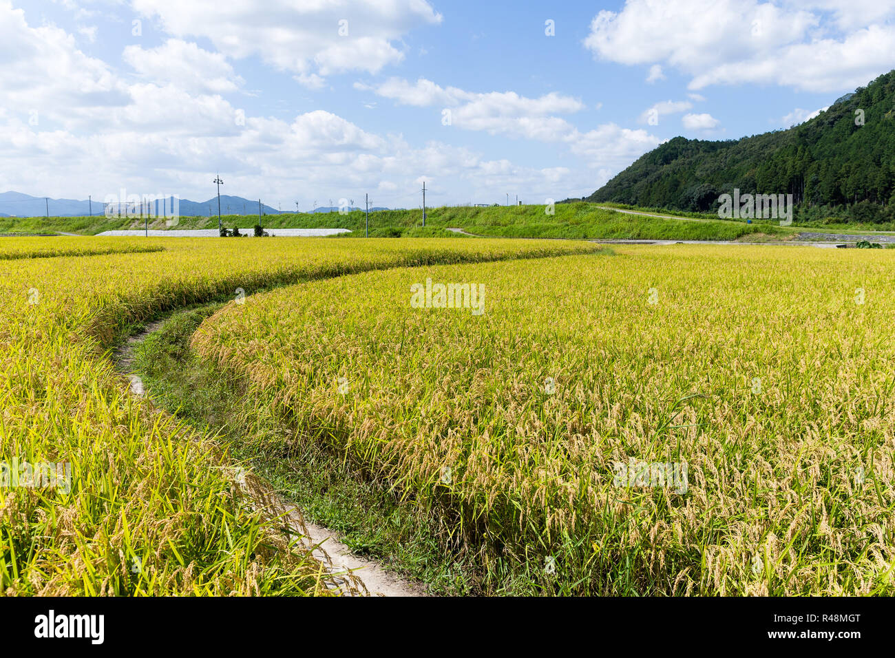 Paddy rice field Stock Photo - Alamy