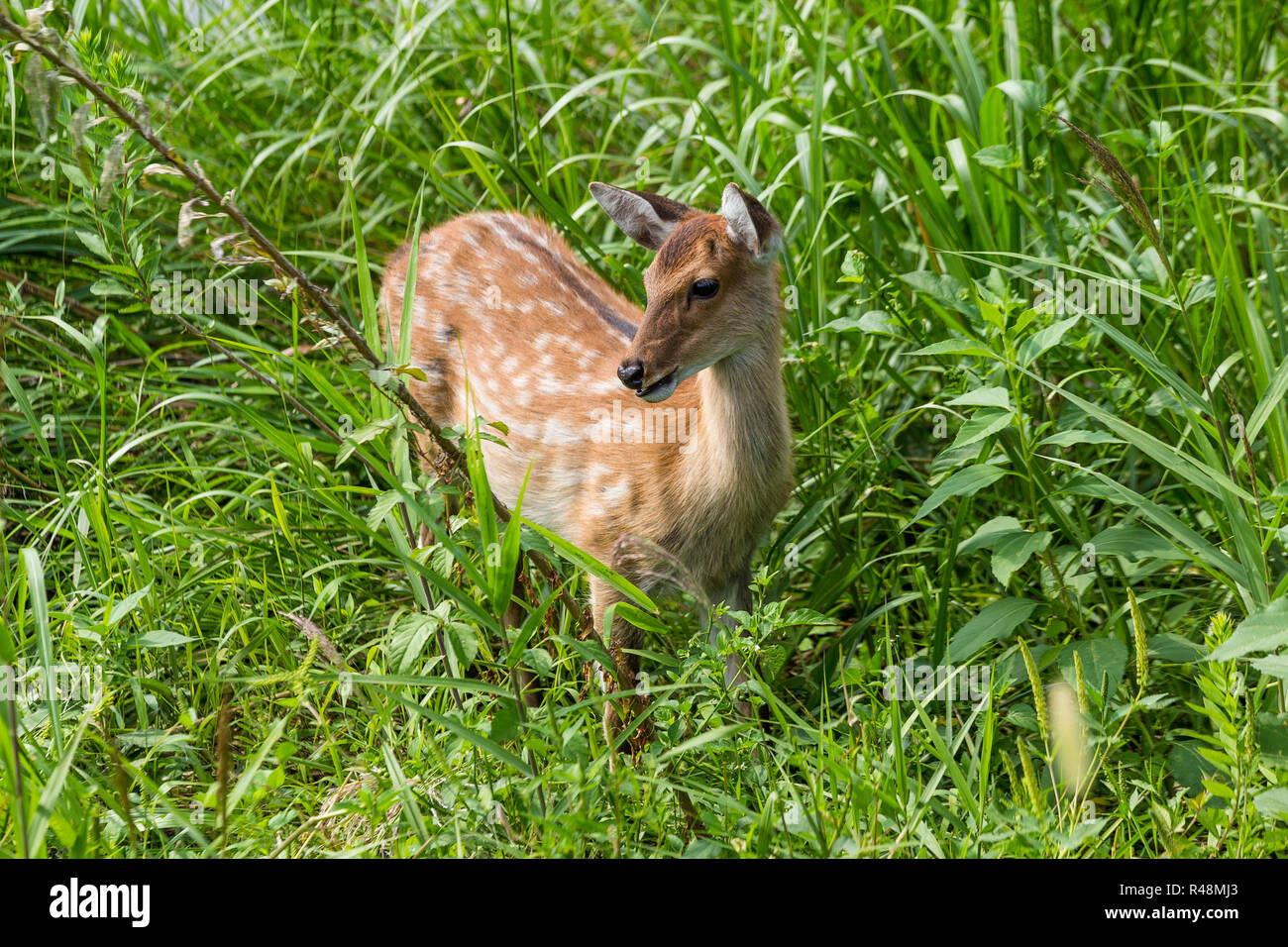Roe deer in profile hi-res stock photography and images - Alamy