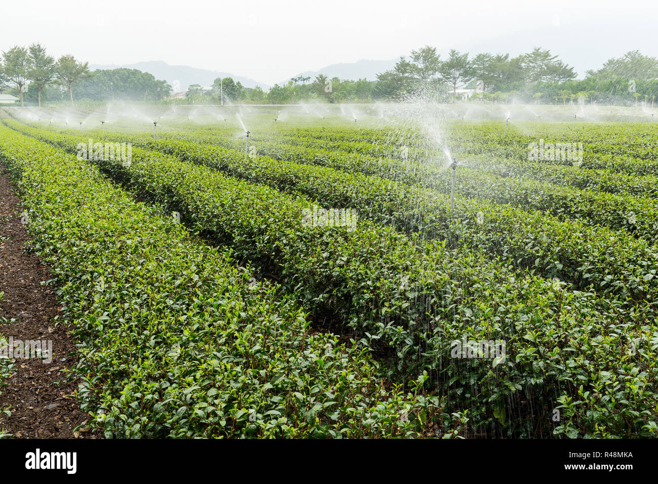 Tea farm in TaiTung, TaiWan Stock Photo - Alamy