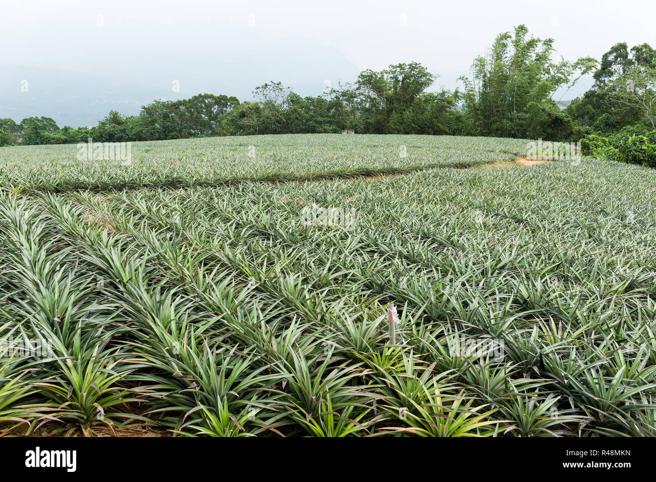 Pineapple Grower High Resolution Stock Photography and Images - Alamy