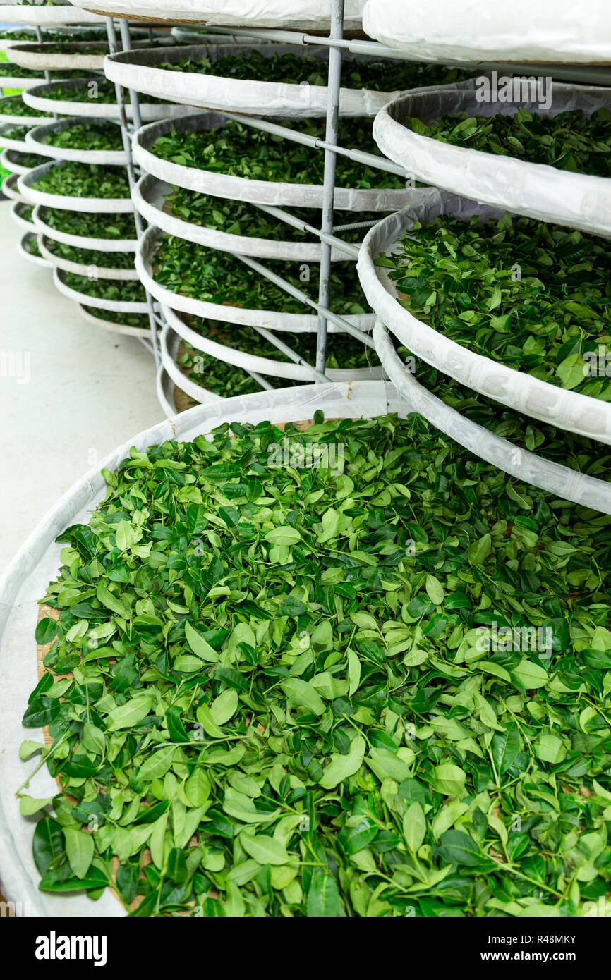Fermentation tray tea hi-res stock photography and images - Alamy