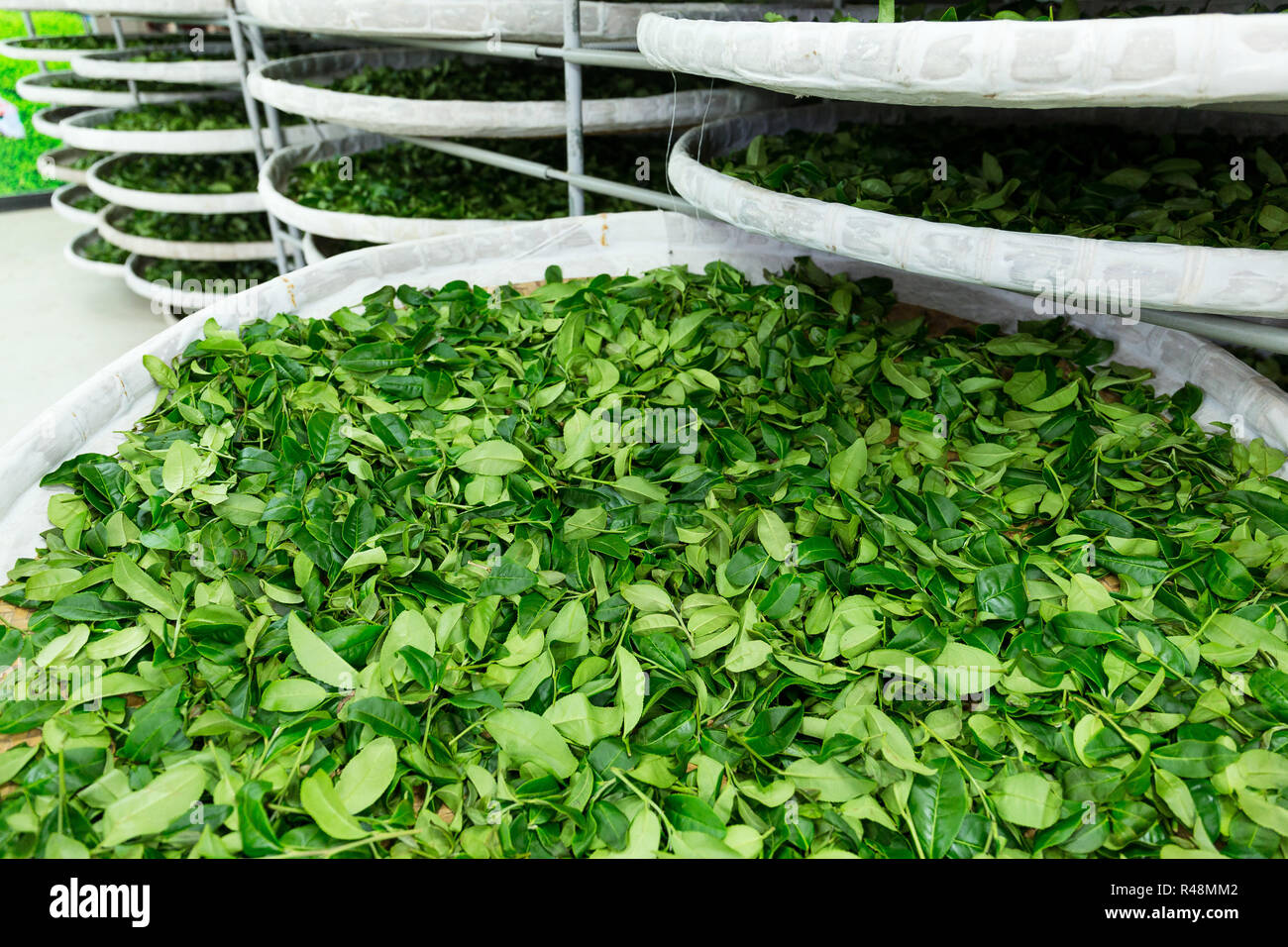 Fermentation tray tea hi-res stock photography and images - Alamy