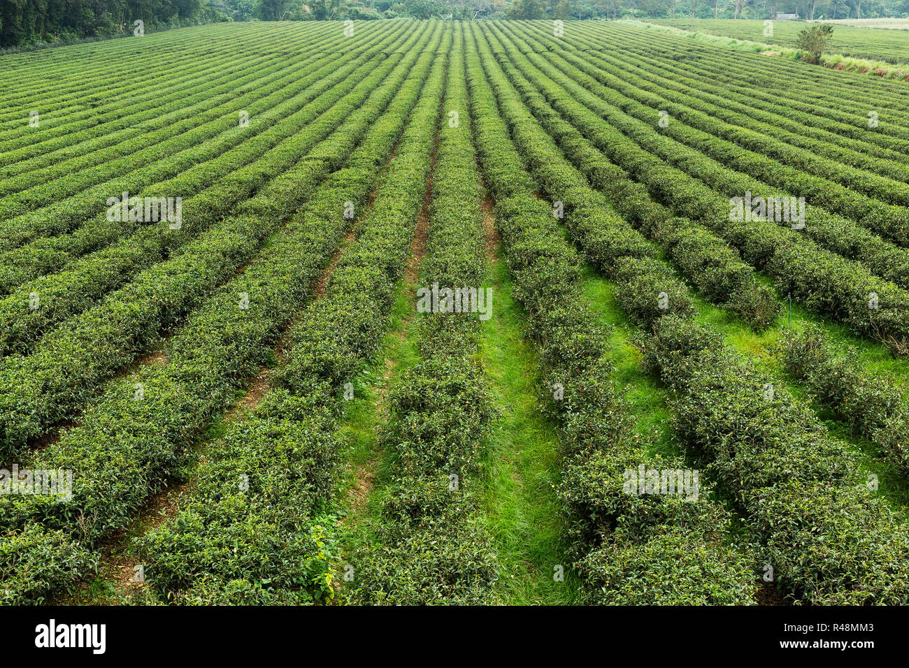 Sencha tea plantation hi-res stock photography and images - Alamy