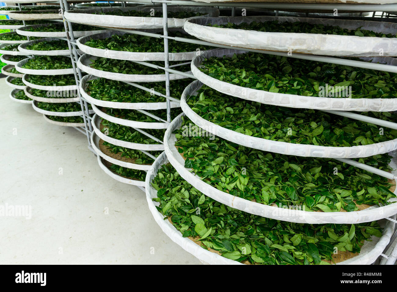 Fermentation racks of tea Stock Photo - Alamy