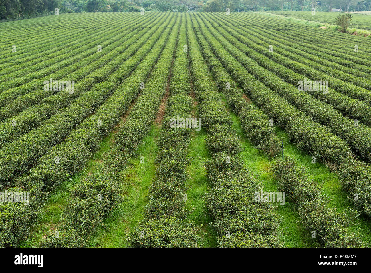 Tea farm in TaiTung Stock Photo - Alamy
