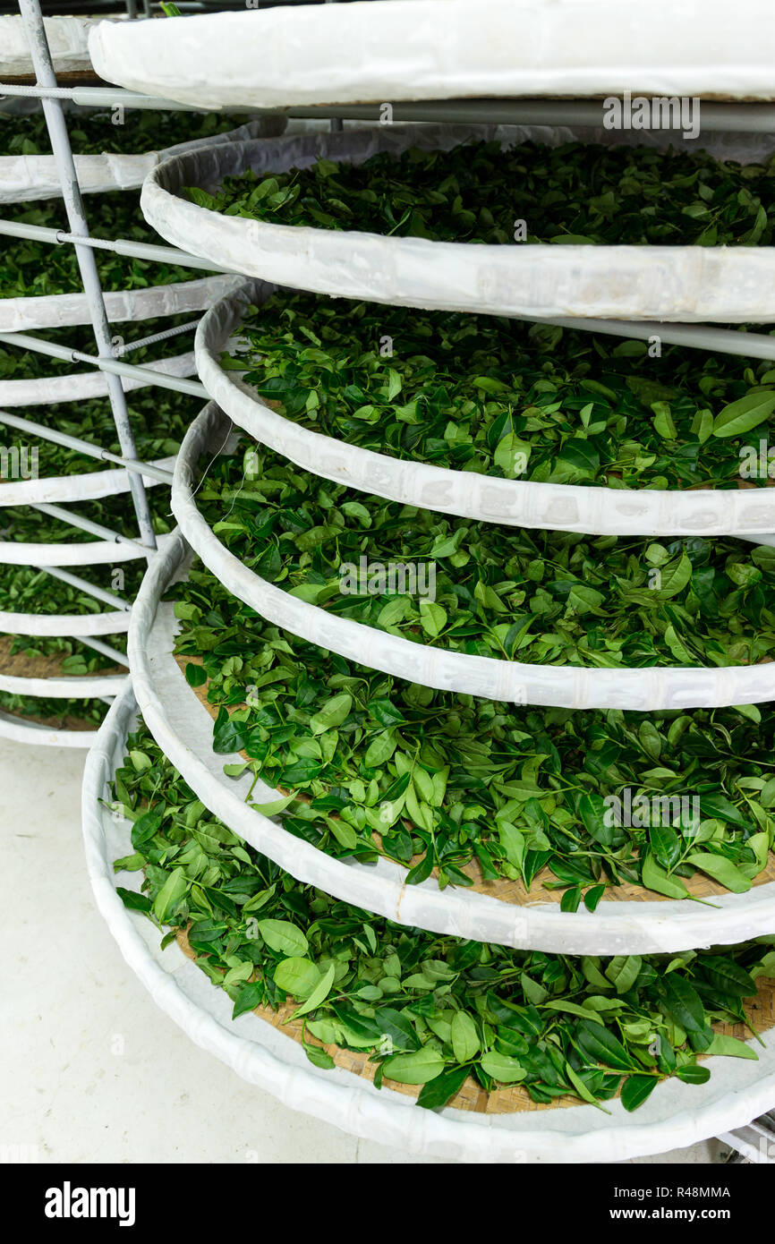 Fermentation tray tea hi-res stock photography and images - Alamy