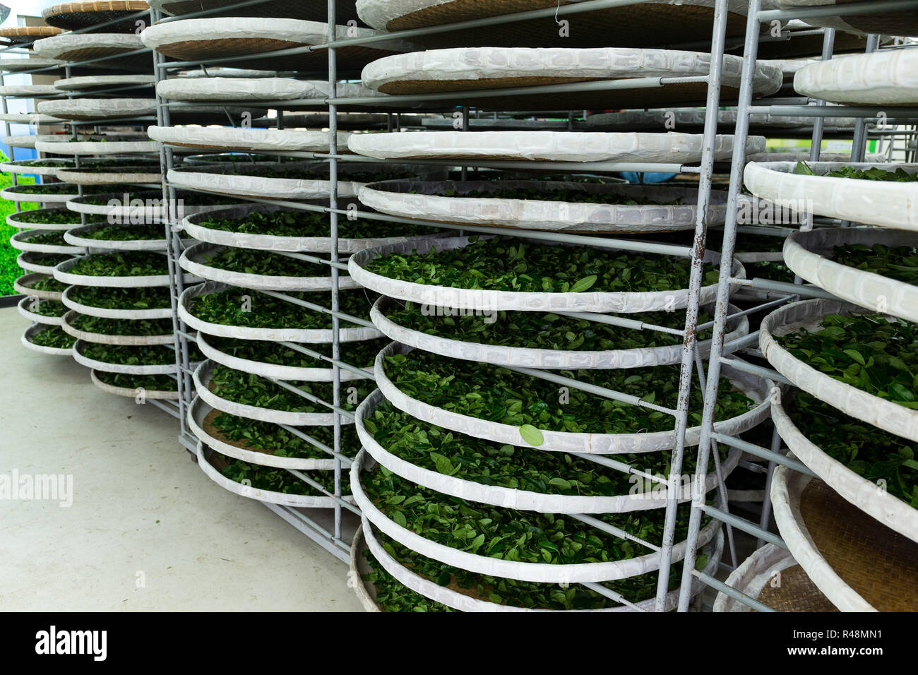 The fermentation of tea Stock Photo - Alamy
