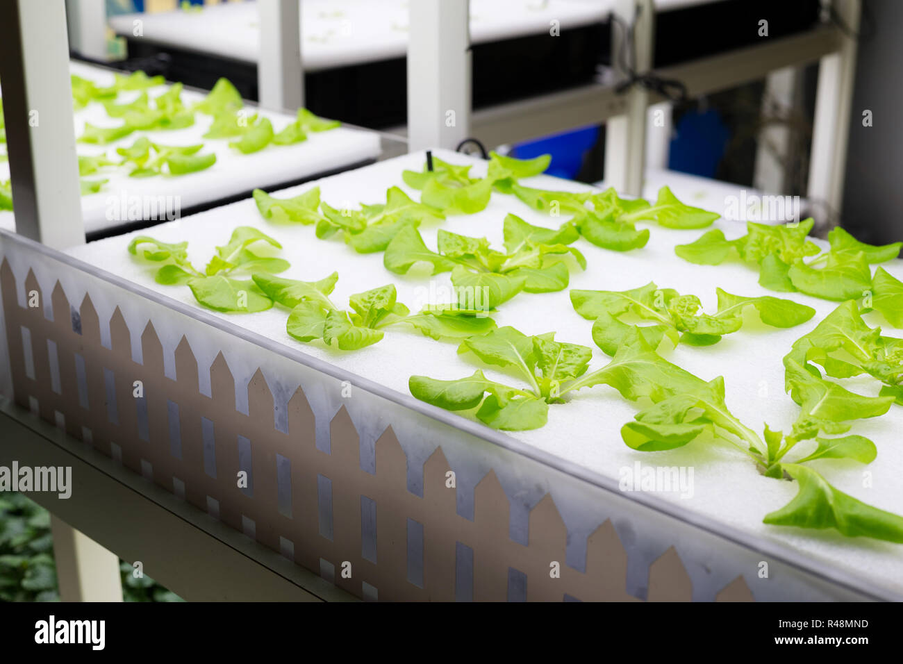 Indoor Hydroponics rack Stock Photo - Alamy