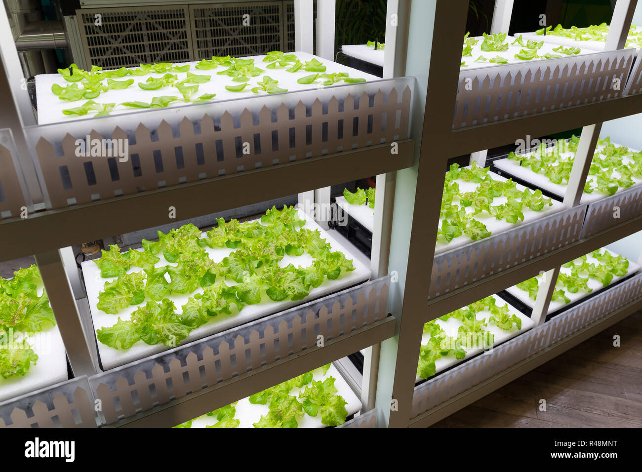 Hydroponics system in rack Stock Photo - Alamy