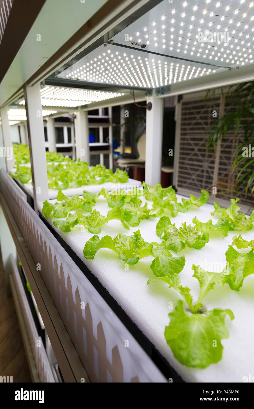 Hydroponics system rack Stock Photo - Alamy