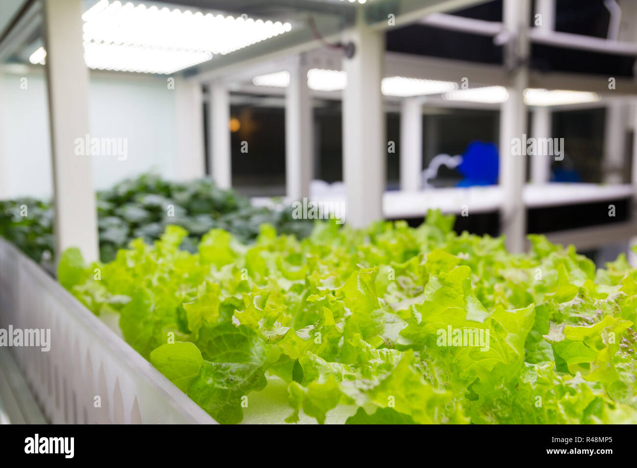 Lettuce plants on hydroponic culture Stock Photo - Alamy