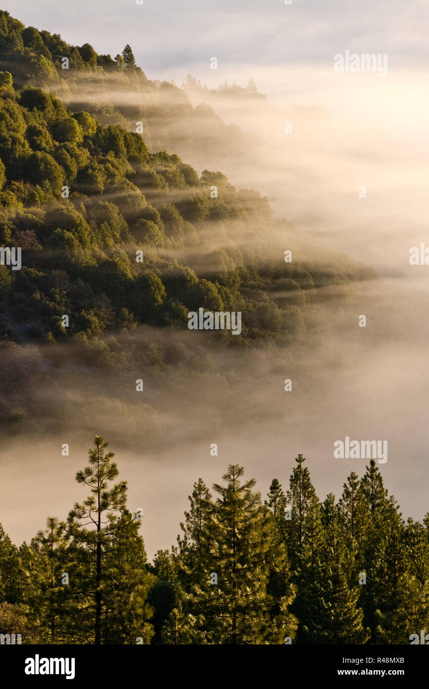 Live fir tree hi-res stock photography and images - Alamy