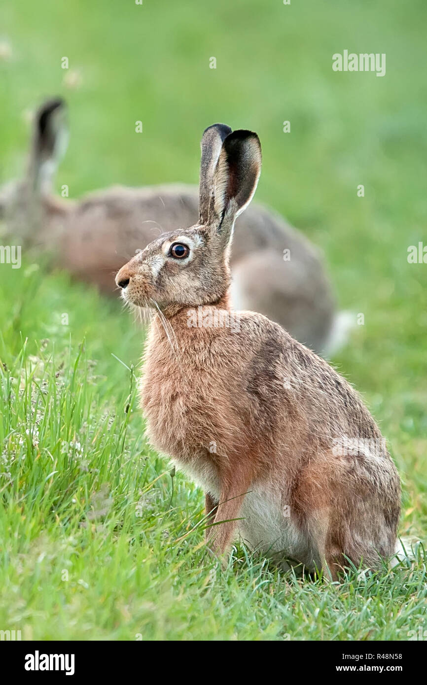 Profile of a hare hi-res stock photography and images - Alamy