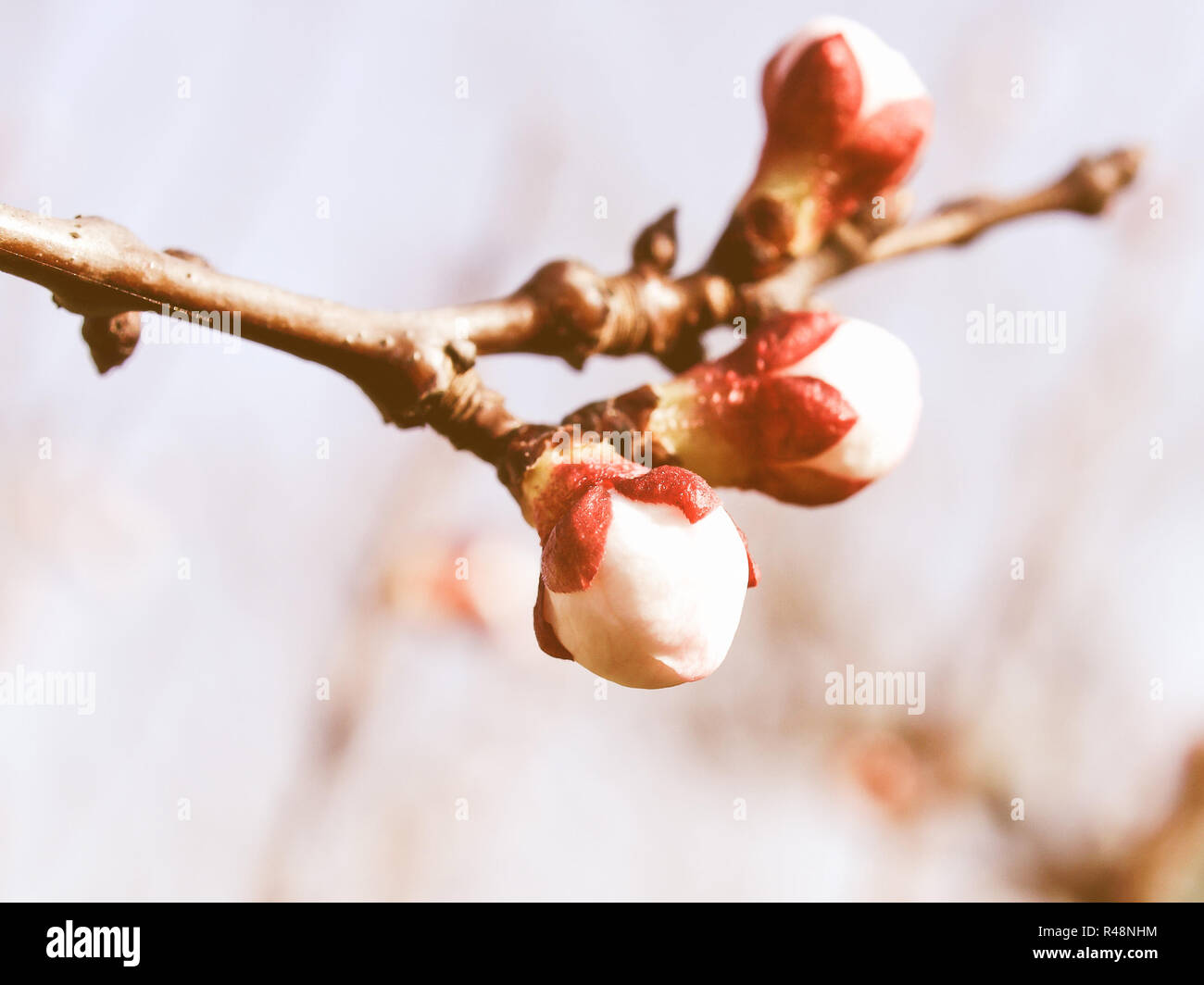 Retro looking Peach tree flower Stock Photo - Alamy