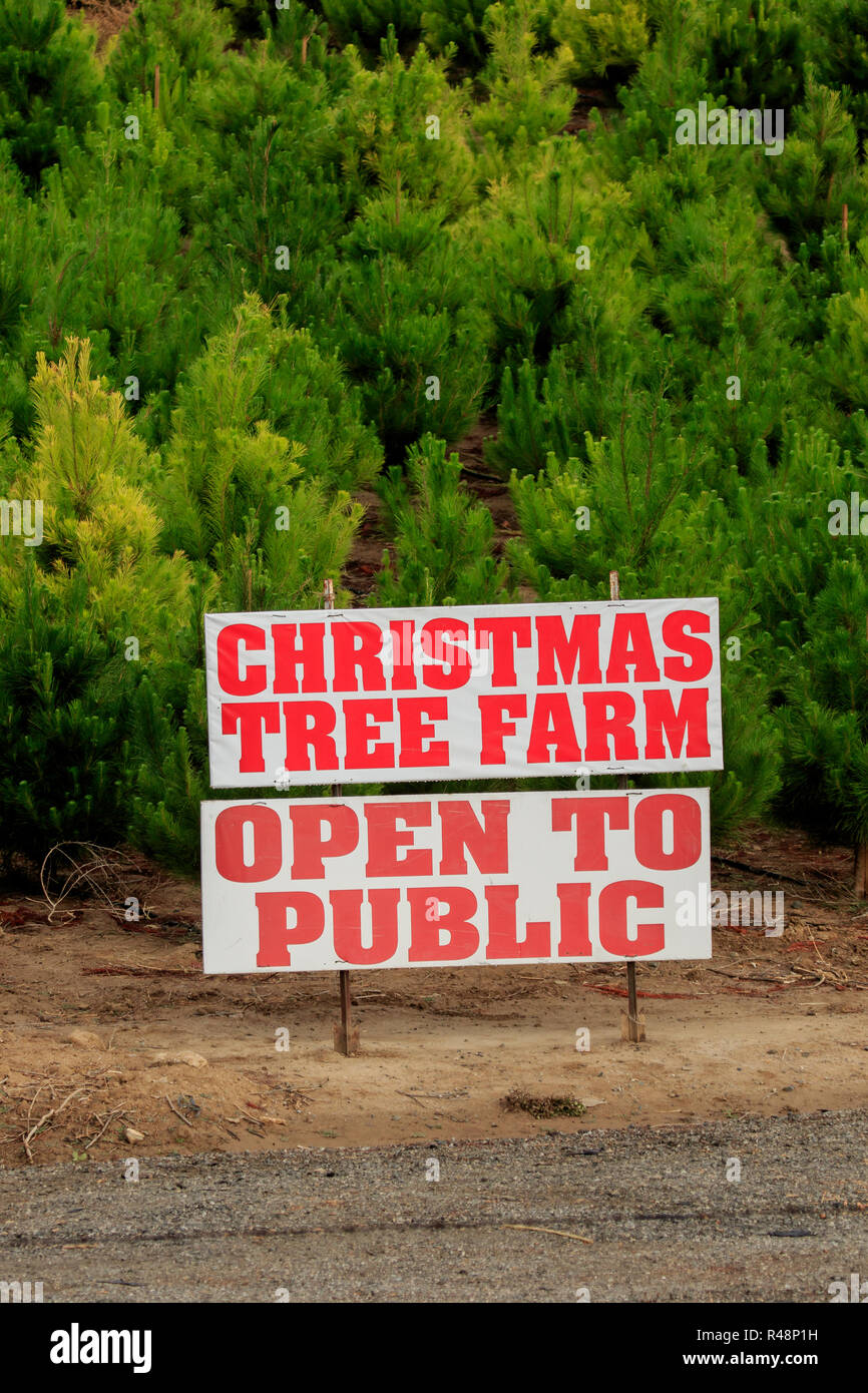 Christmas tree farm sign in Southern California USA Stock Photo - Alamy