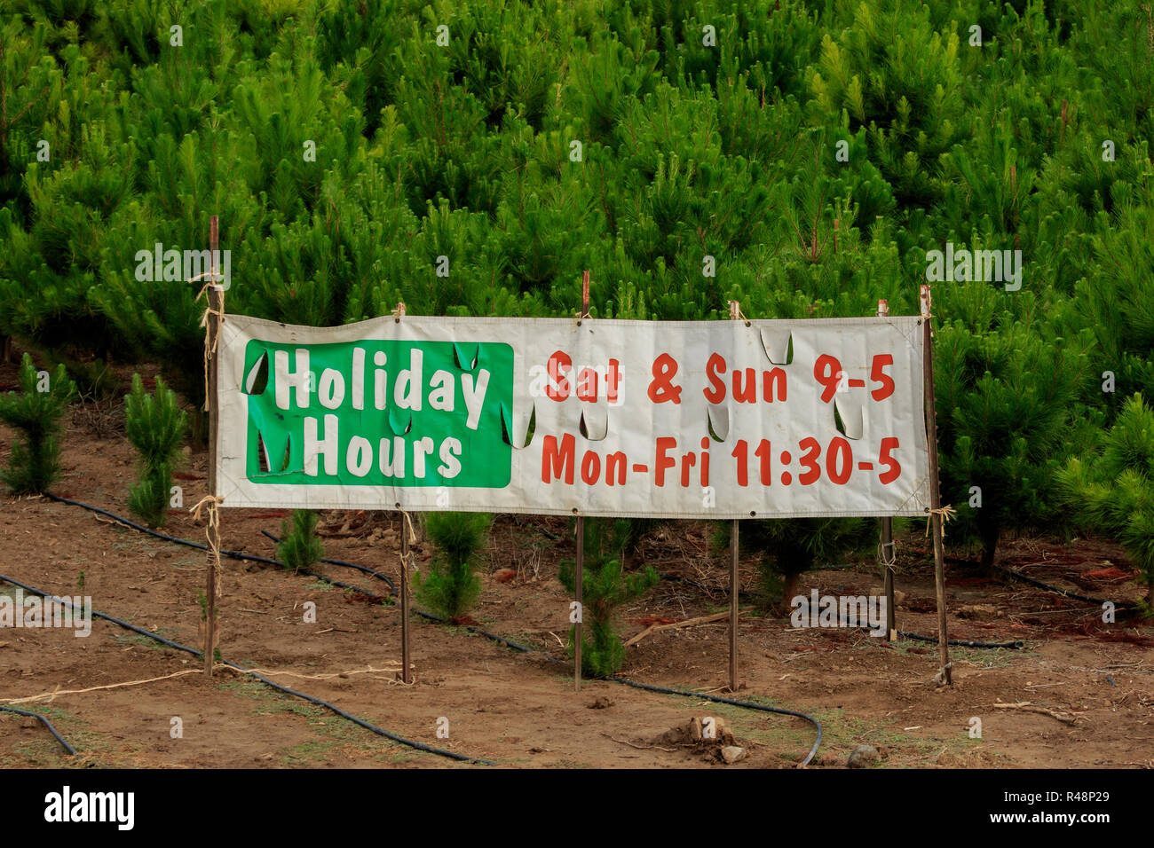 Rural christmas tree farm sign hi-res stock photography and images - Alamy